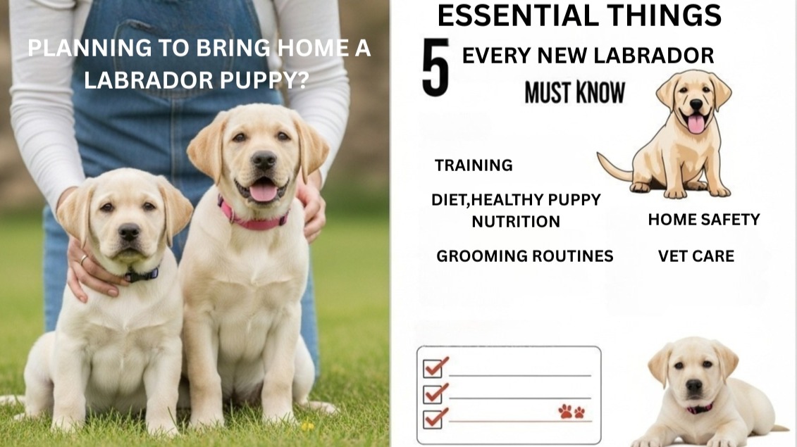 Labrador Puppy: 5 Proven Tips to Raise a Happy, Healthy Pup